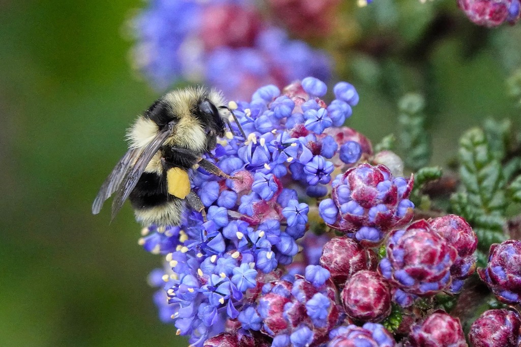 Black-tailed Bumble Bee from Brewster Ave, Cambrian, San Jose, CA, USA ...