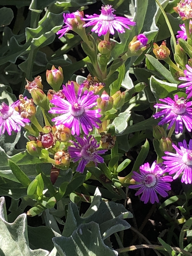 Creeping Tentfig from Swartland, WC, ZA on September 13, 2022 at 02:32 ...