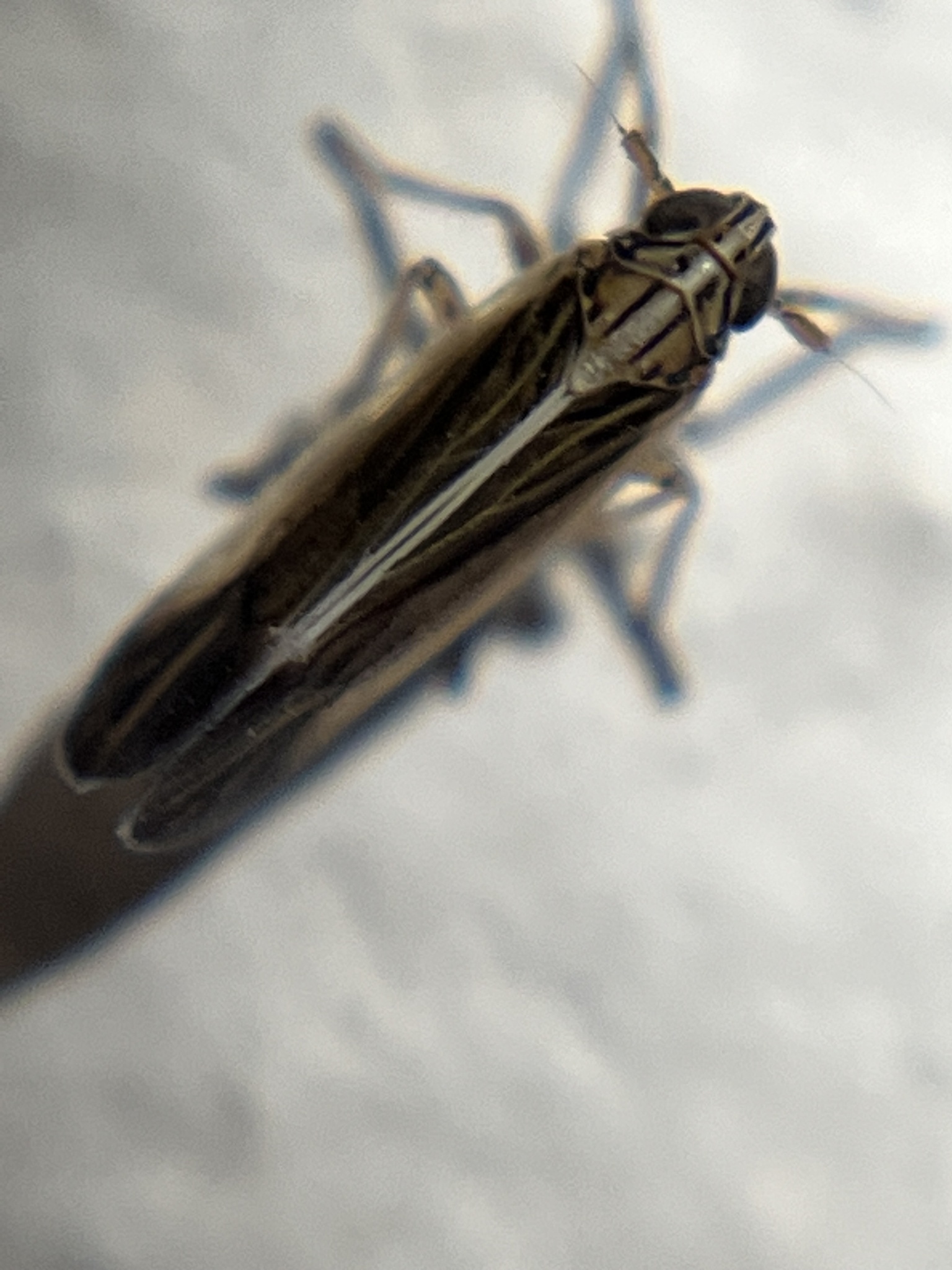 Delphacidae