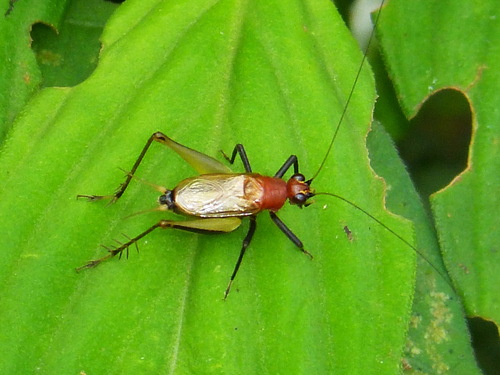 Symphyloxiphus magnificus · iNaturalist