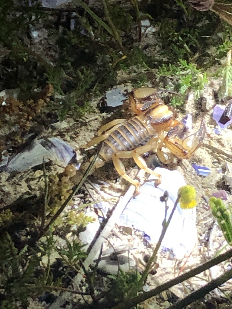 Cape Burrowing Scorpion from Swartland, WC, ZA on September 15, 2022 at ...