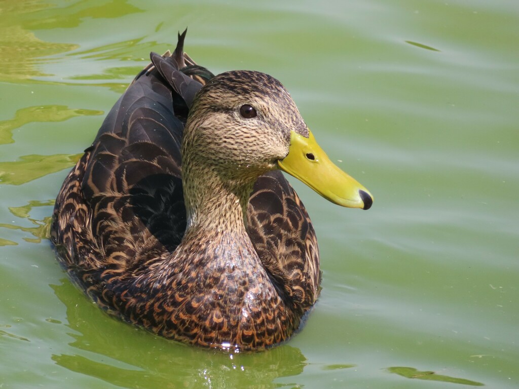 Mexican Duck (Waterfowl of the US) · iNaturalist
