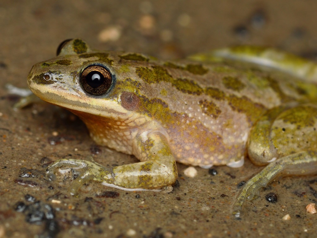 Spotted Chorus Frog from boca chica state park, tx on October 31, 2015 ...