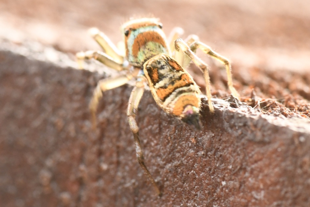 North Queensland Jumping Spider in March 2023 by wedgie_the_eagle ...