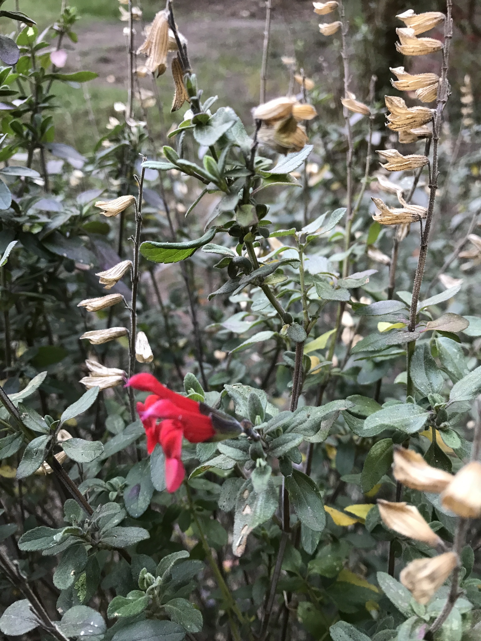 Salvia microphylla Kunth