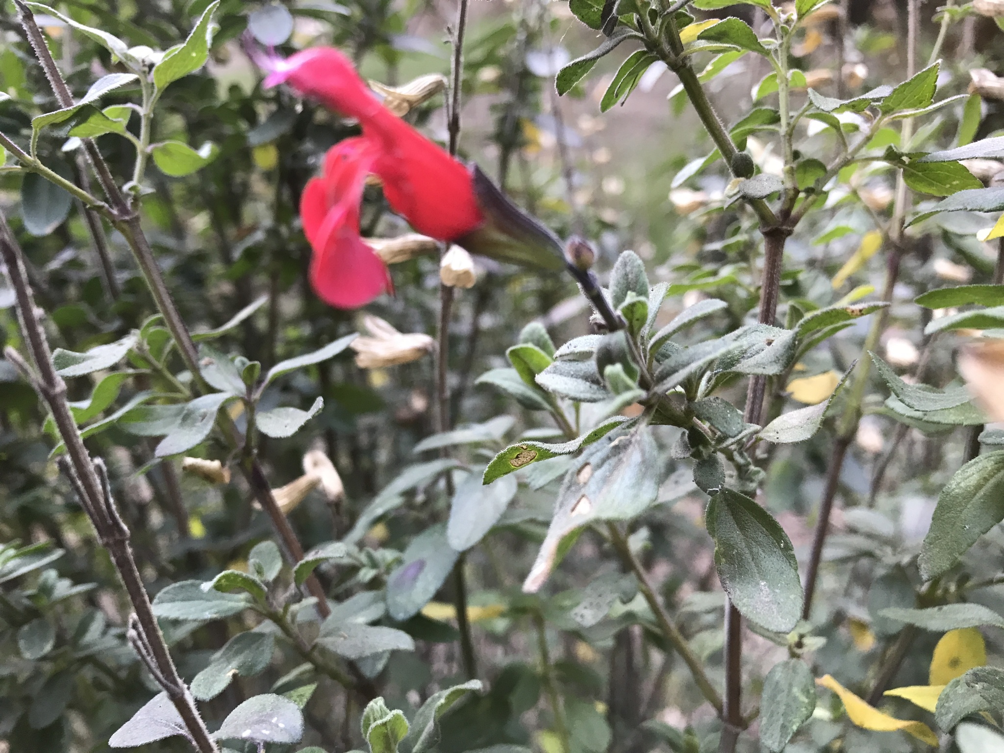 Salvia microphylla Kunth
