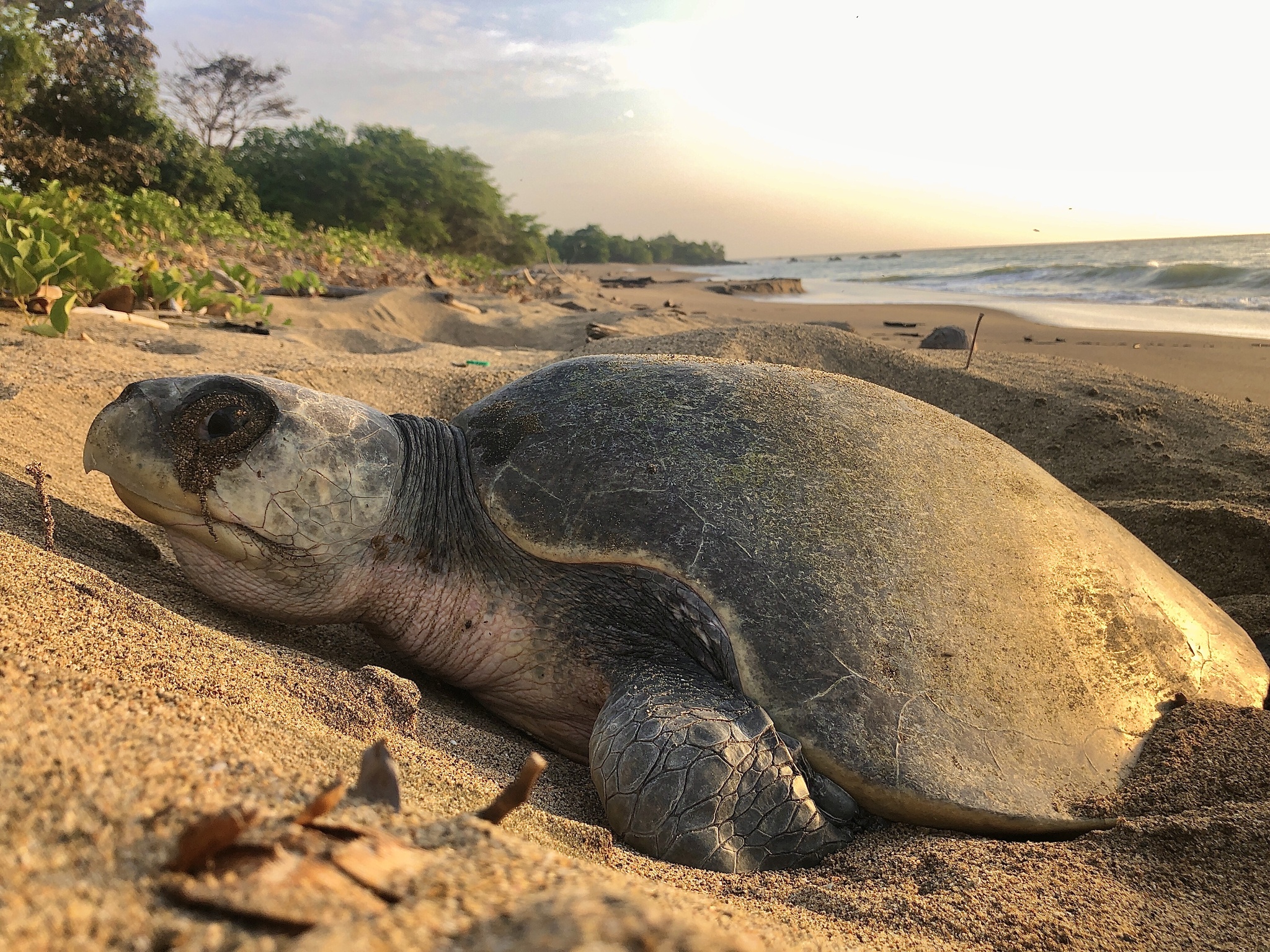 Lepidochelys olivacea (Eschscholtz, 1829)