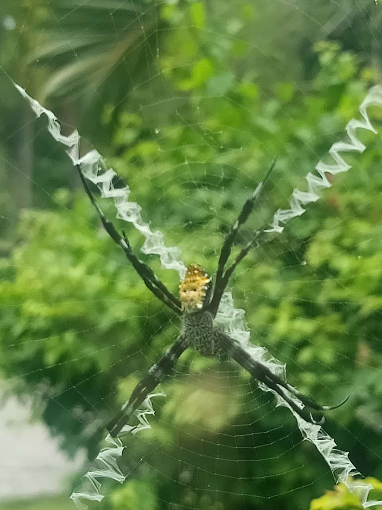 Hawaiian Garden Spider from Calumboyan, Borbon, Cebu, Filippine on ...