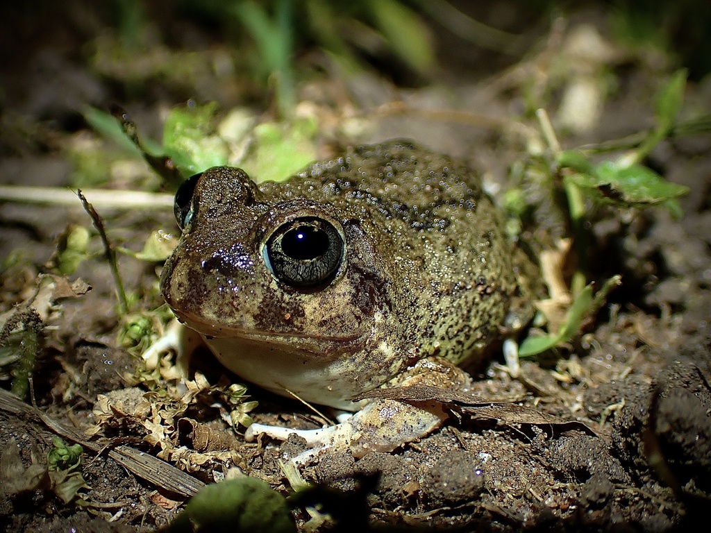 Colombian Four-eyed Frog from Los Santos, PA on December 14, 2022 at 09 ...