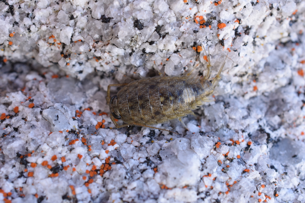 Western Sea Slater from Asilomar, CA on March 11, 2023 at 12:52 PM by ...
