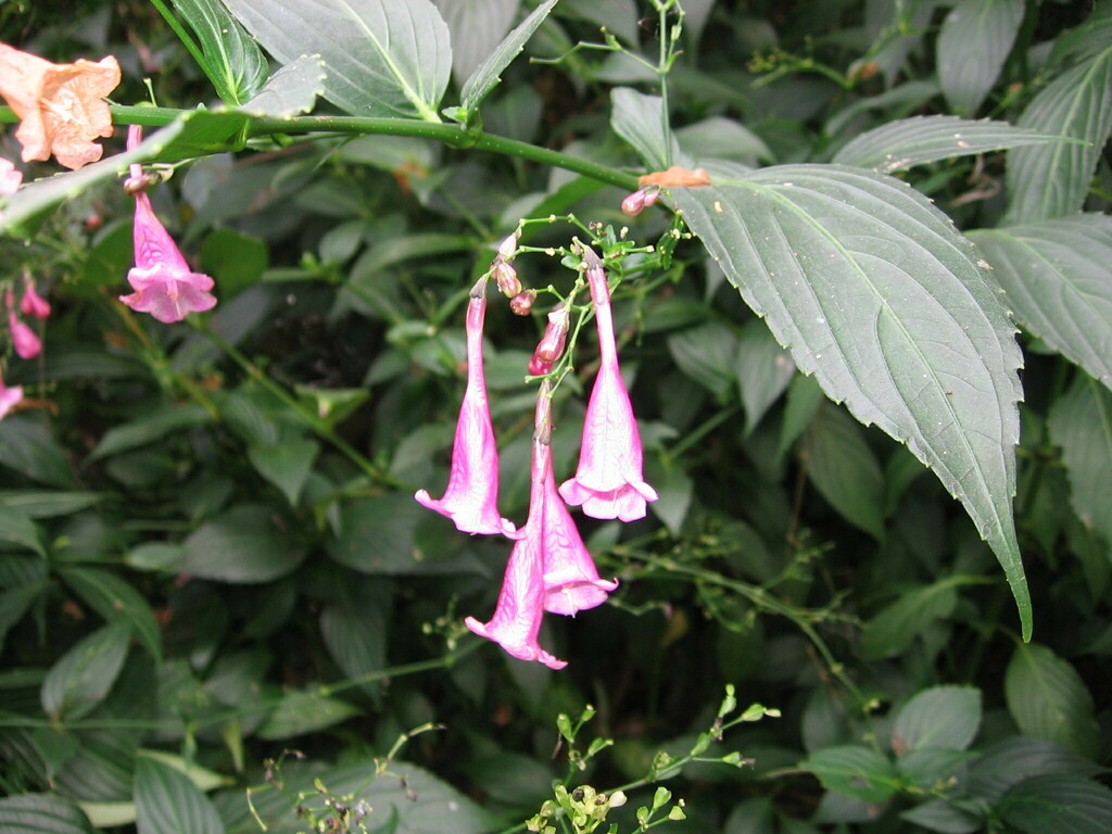 Chinese Rain Bell from Mirriwinni QLD 4871, Australia on July 20, 2007 ...