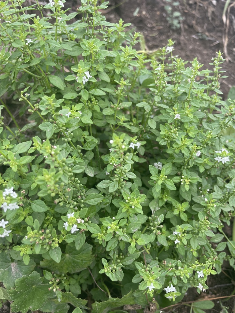 mint family from Sandy Creek, QLD, AU on March 12, 2023 at 01:50 PM by ...