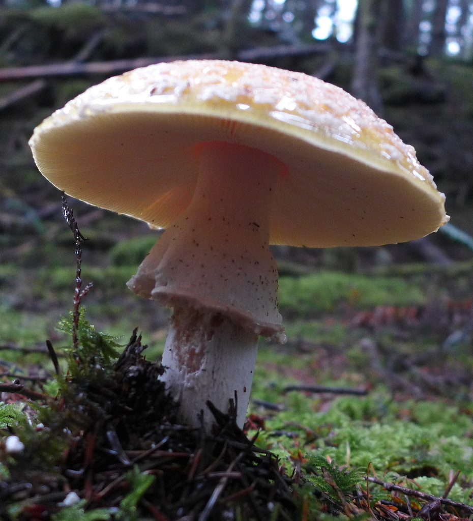 Amanita Sect. Amanita from Squamish, BC on October 2, 2018 by judith ...