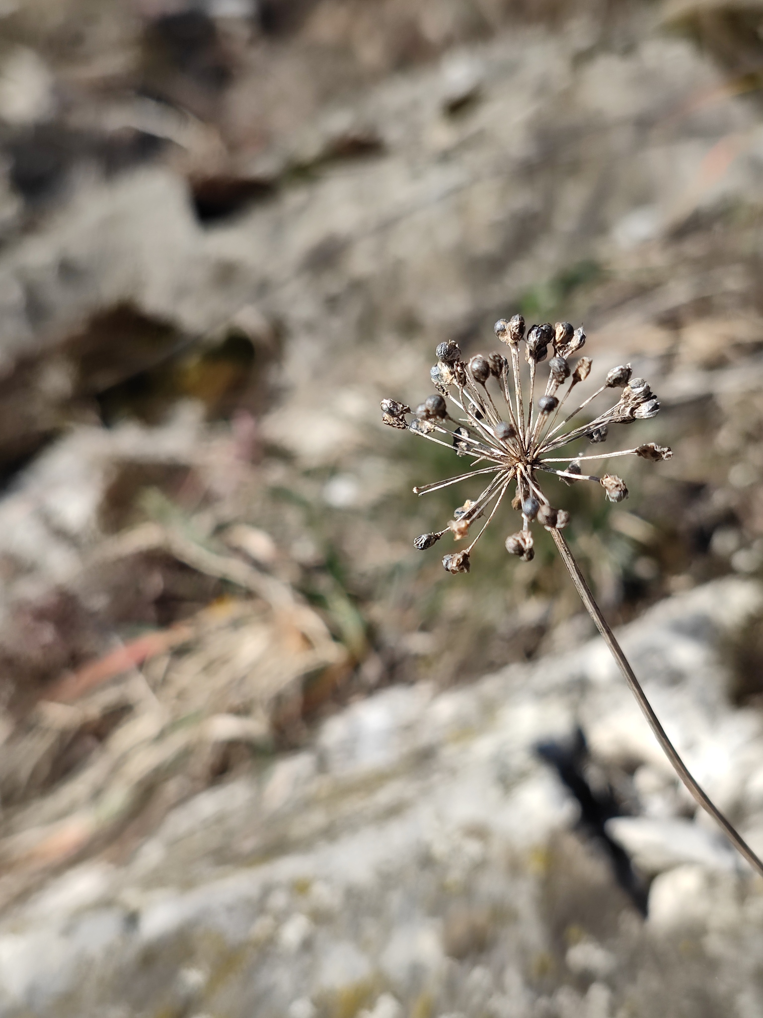Allium saxatile M.Bieb.