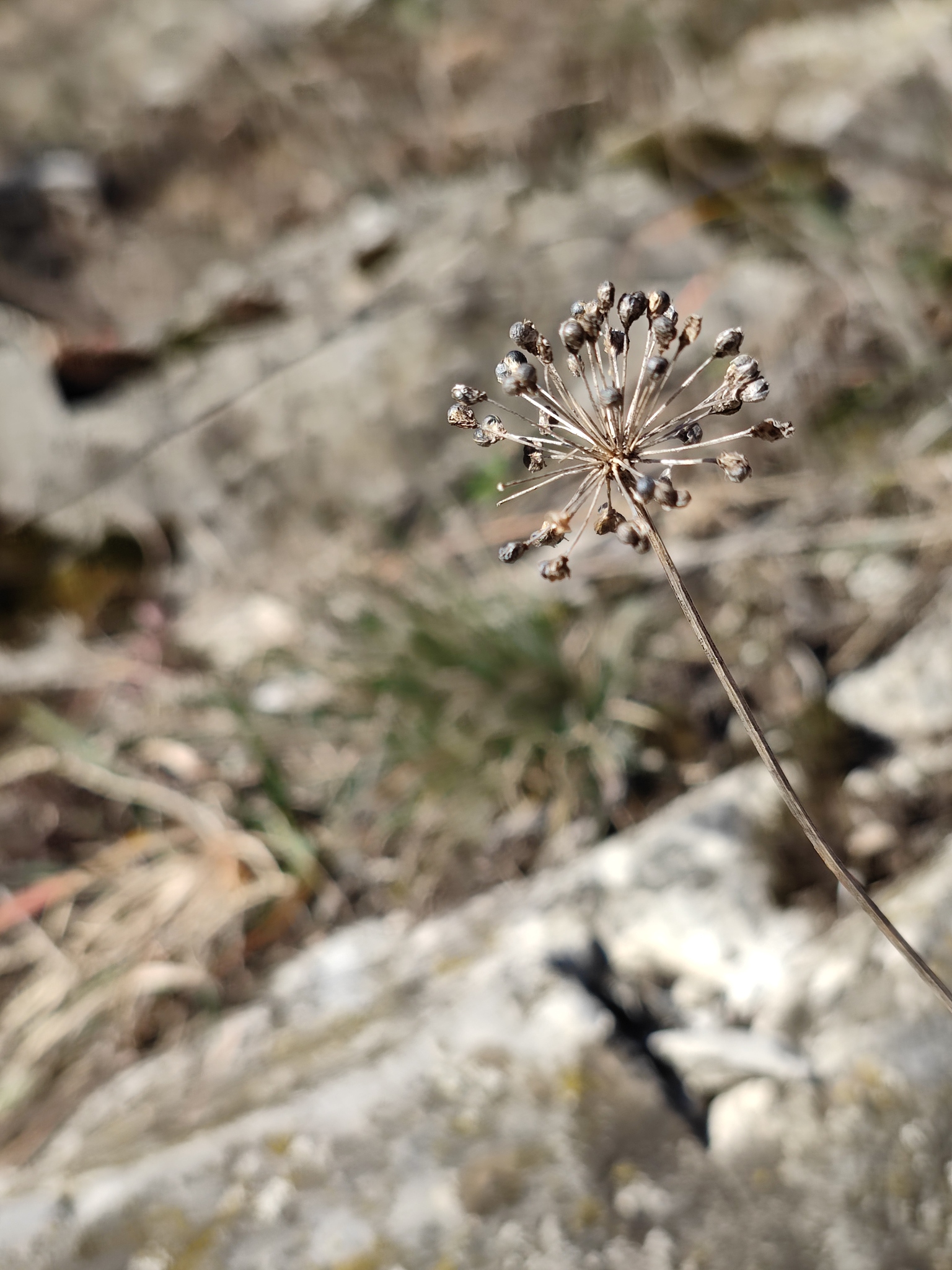 Allium saxatile M.Bieb.