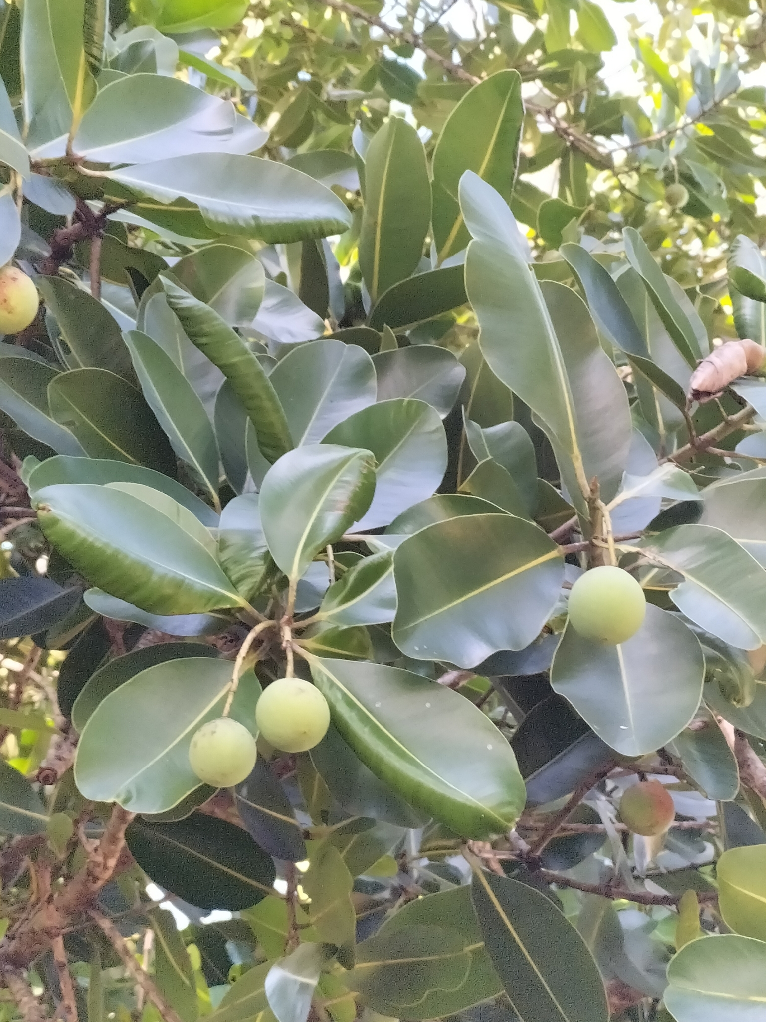 Calophyllum inophyllum L.