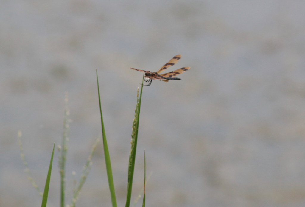 Graphic Flutterer from Newcastle NSW, Australia on January 14, 2022 at ...