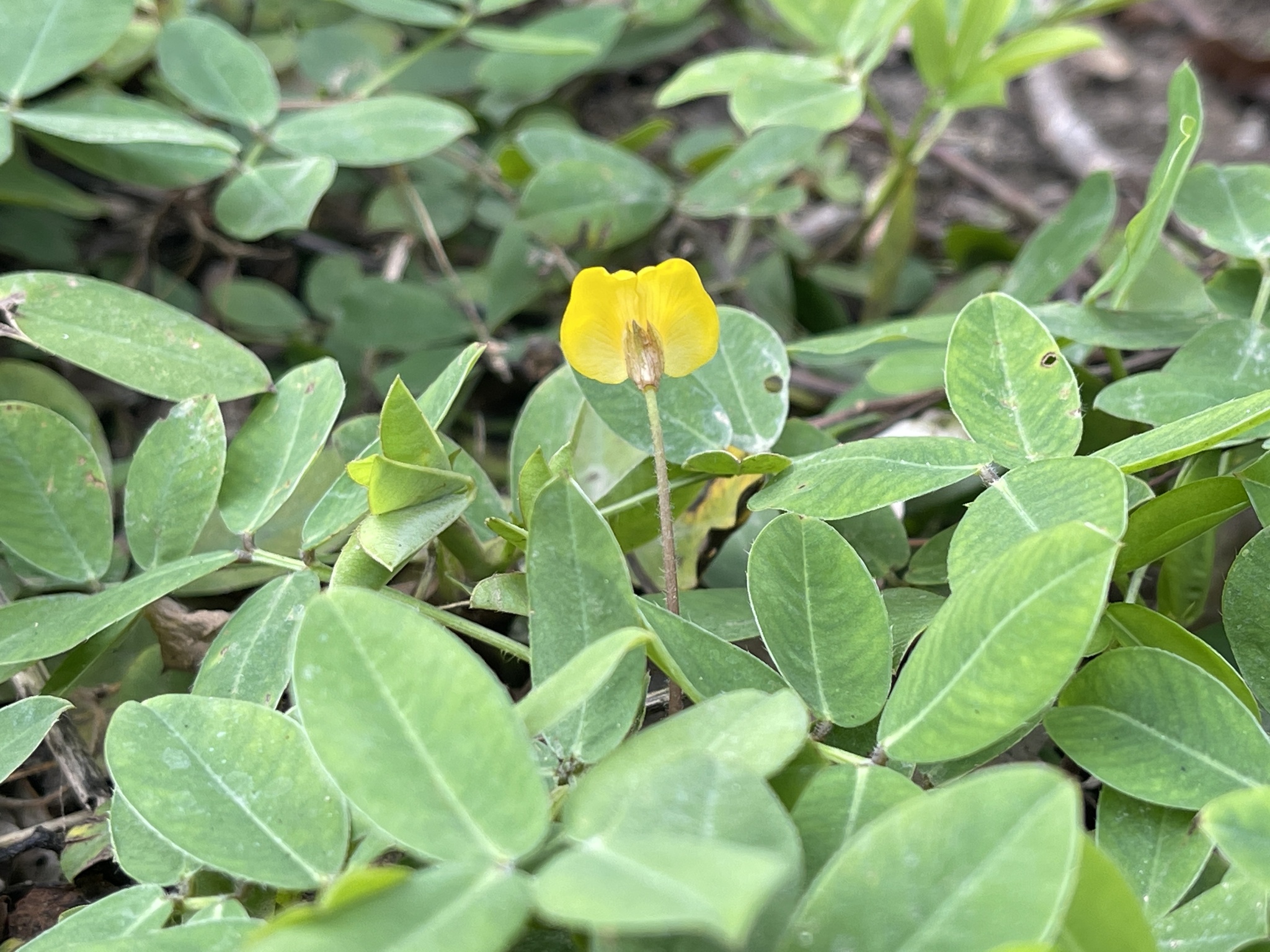 Arachis pintoi Krapov. & W.C.Greg.