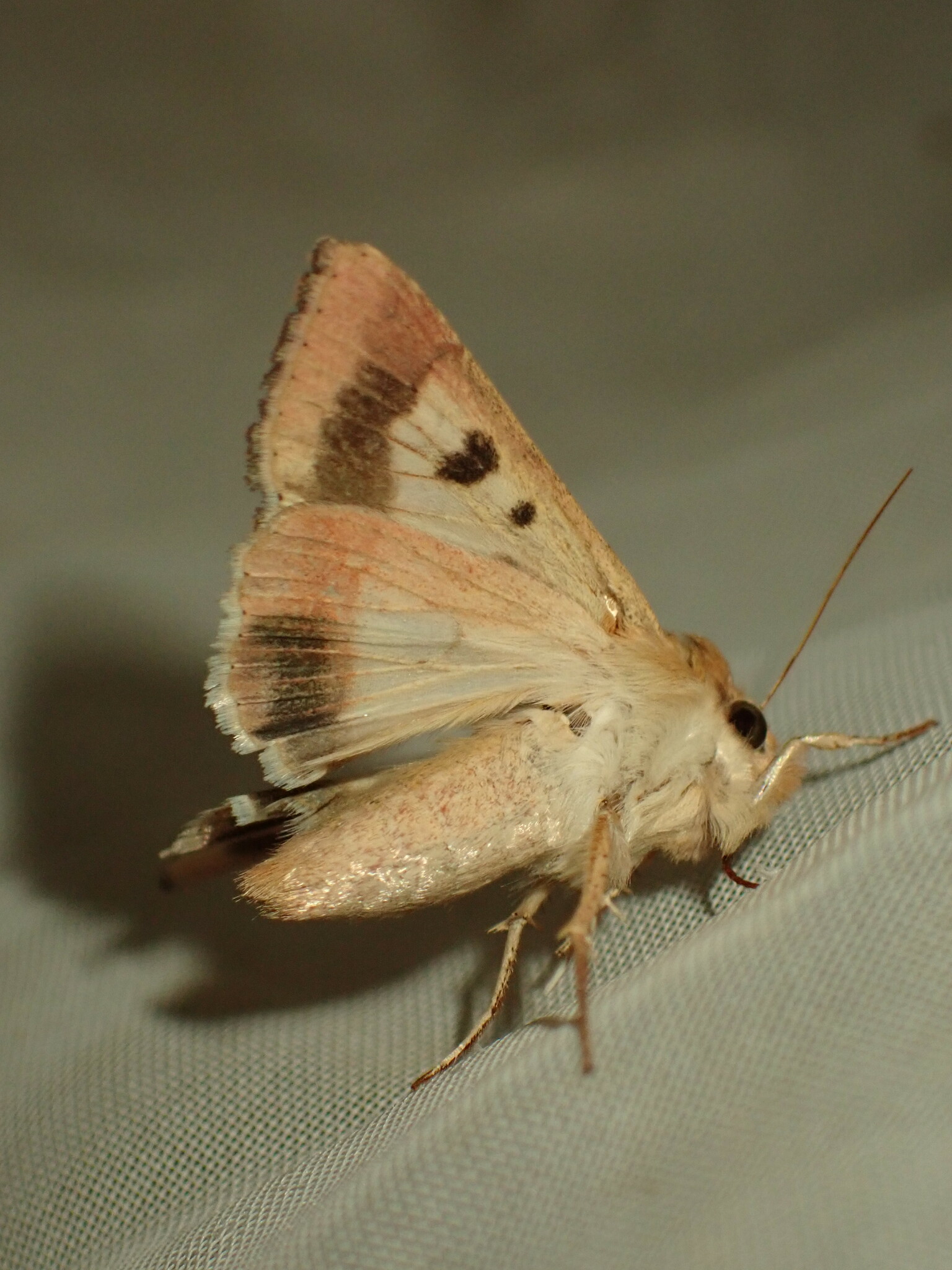 Helicoverpa armigera (Hübner, 1808)