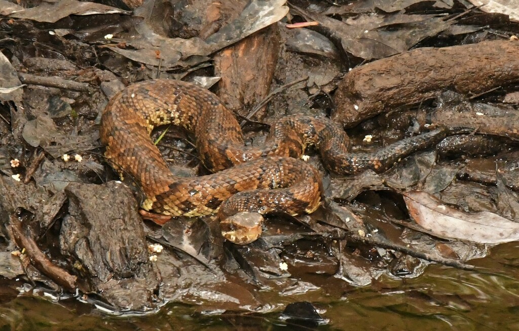 Northern Cottonmouth from Stone County, MS, USA on 11 March, 2023 at 09 ...