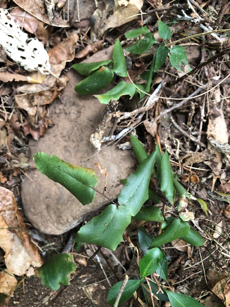 Pellaea paradoxa (R.Br.) Hook.