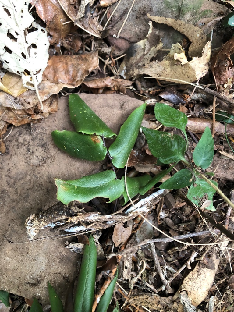 Pellaea paradoxa (R.Br.) Hook.