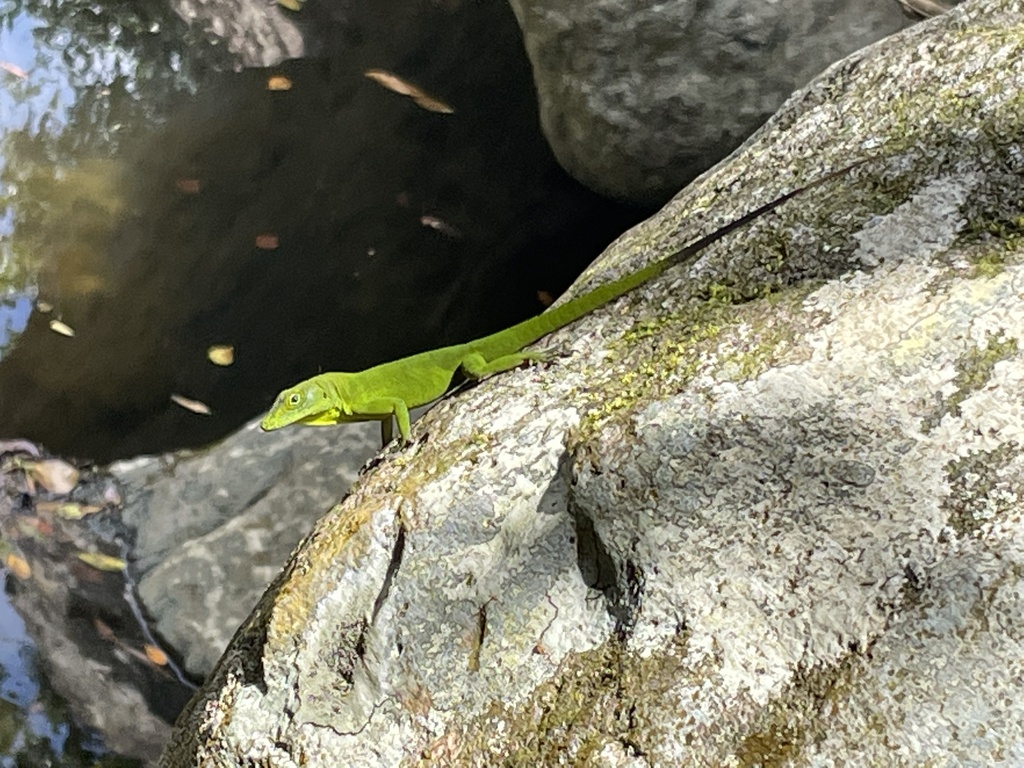Emerald anole from Puerto Rico, Ciales, Puerto Rico, US on March 11 ...