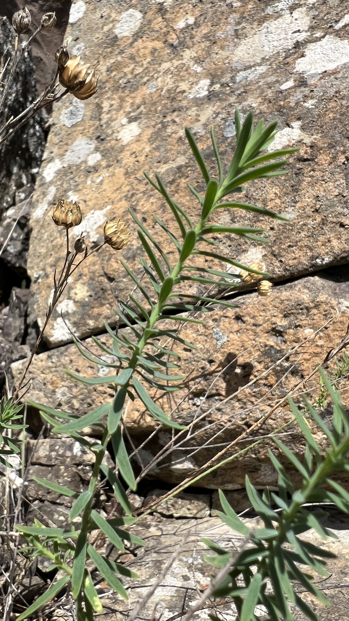 Linum monogynum G.Forst.