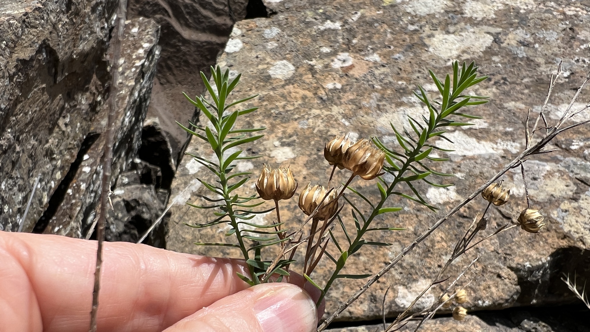 Linum monogynum G.Forst.