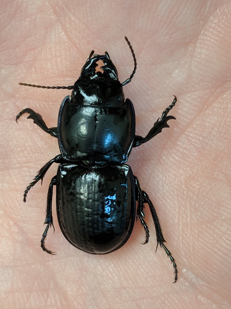 Moderately Smooth Warrior Beetle from 2700, Scrub Jay Trail, Poinciana ...