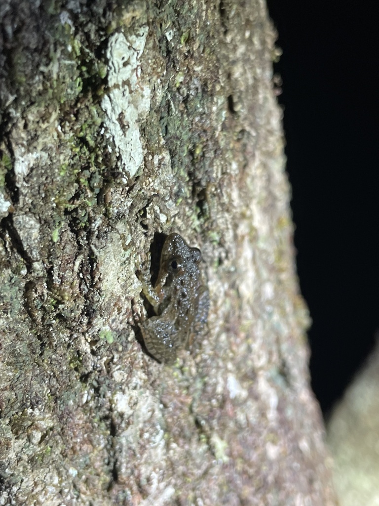 Southern Cricket Frog from Deltona Blvd, Chipley, FL, US on March 11 ...