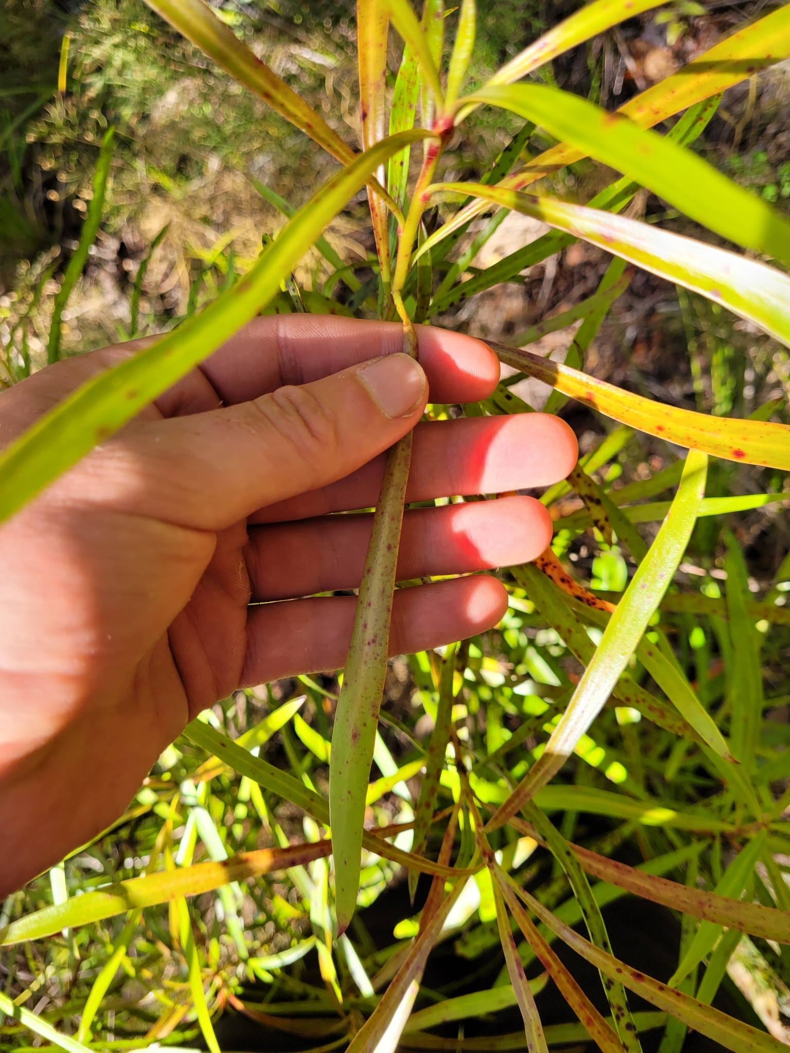 Toronia L.A.S.Johnson & B.G.Briggs