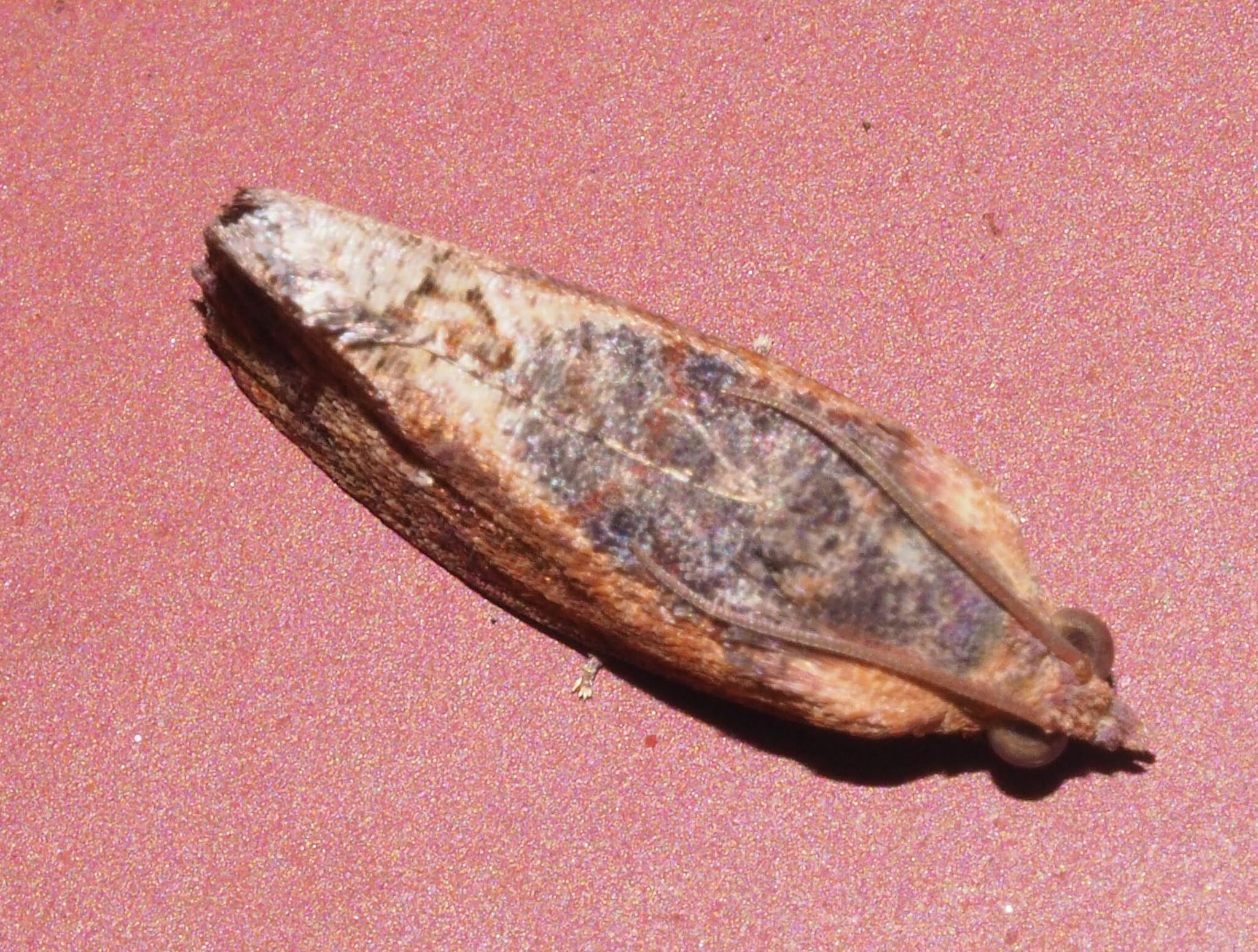 Cryptophlebia ombrodelta (Lower, 1898)