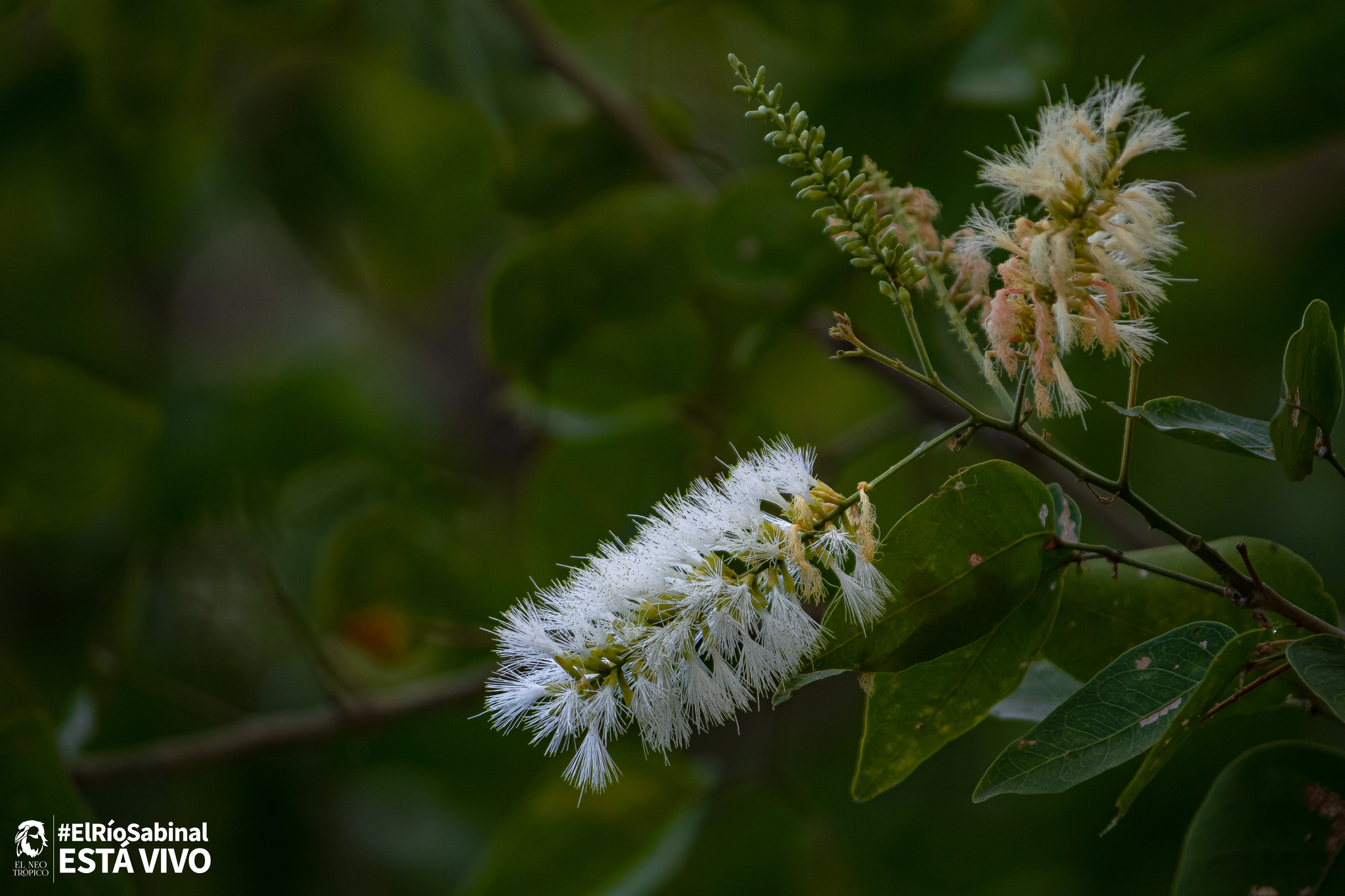 Pithecellobium lanceolatum (Humb. & Bonpl. ex Willd.) Benth.