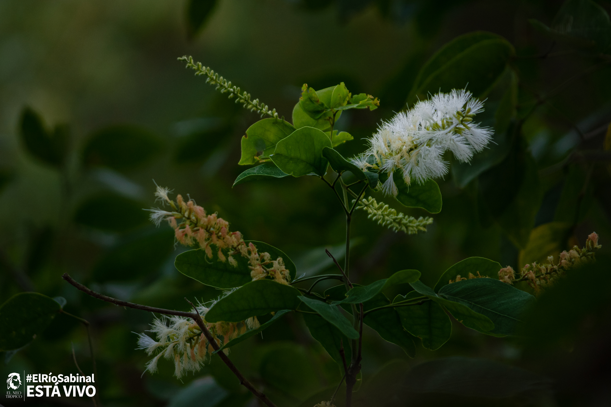 Pithecellobium lanceolatum (Humb. & Bonpl. ex Willd.) Benth.