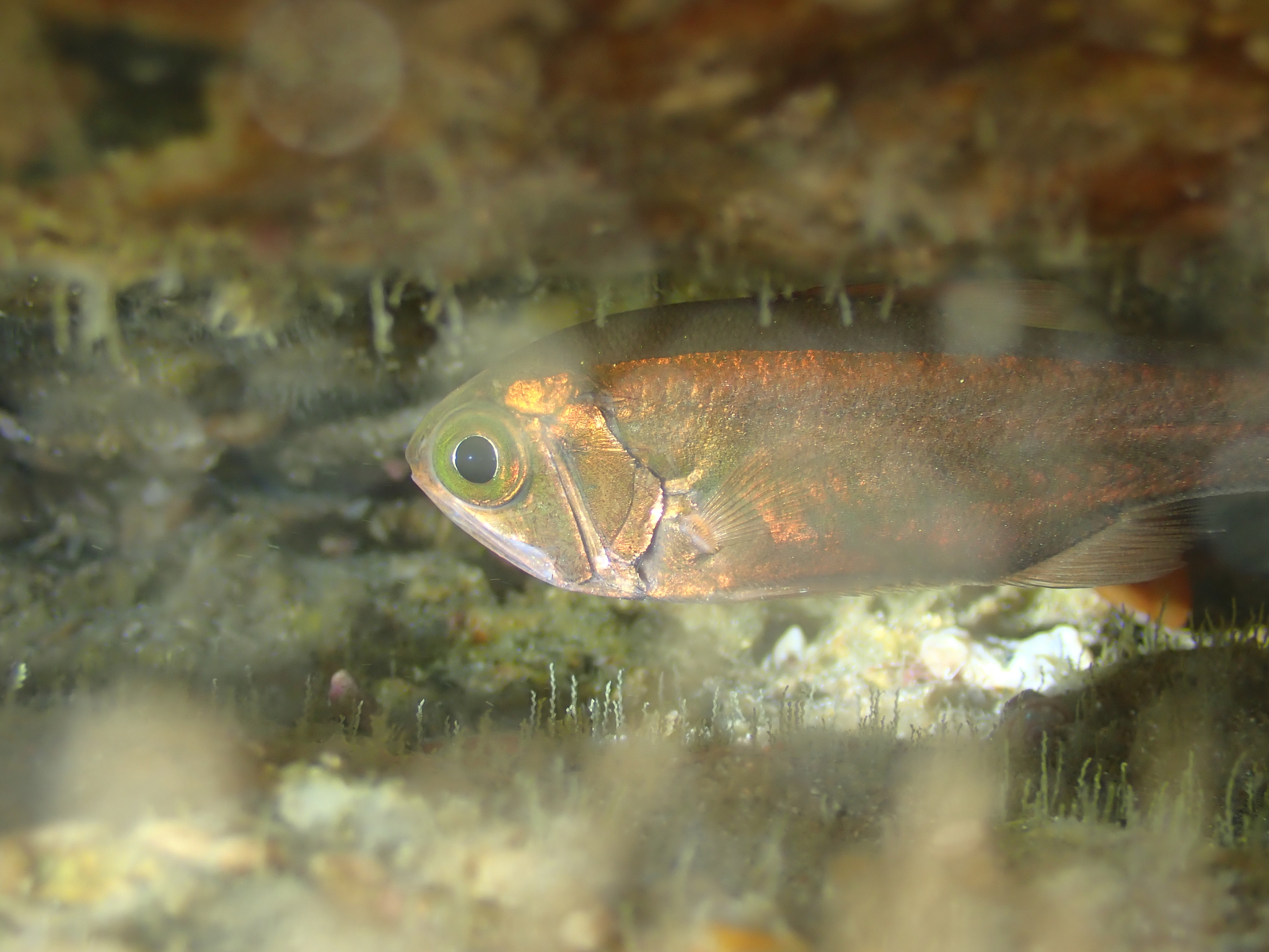 Optivus Whitley, 1947