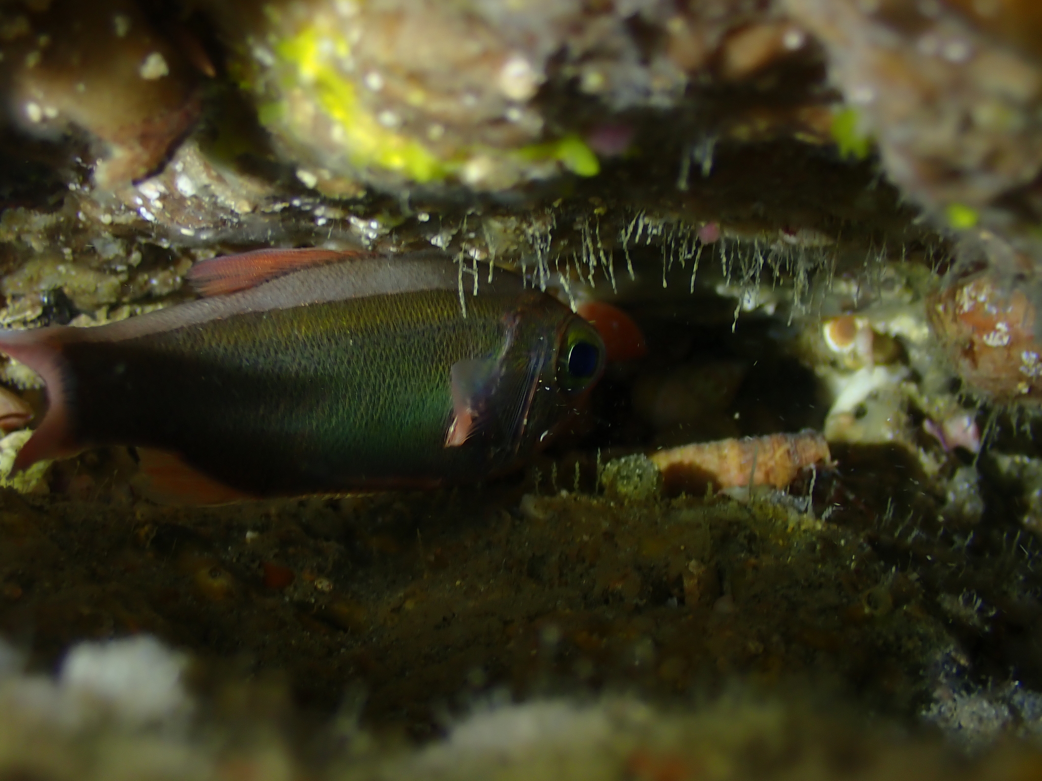 Optivus Whitley, 1947