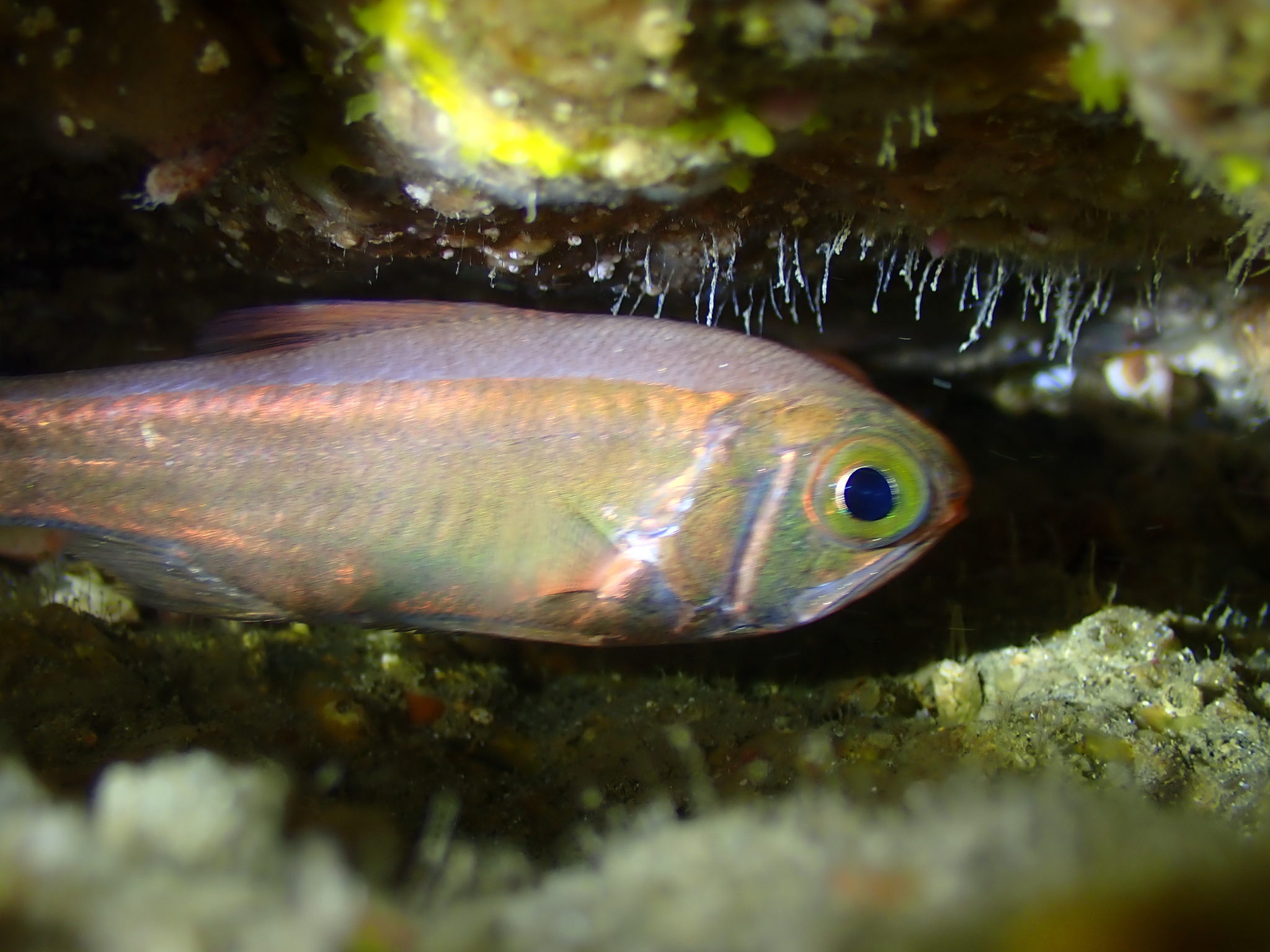 Optivus Whitley, 1947