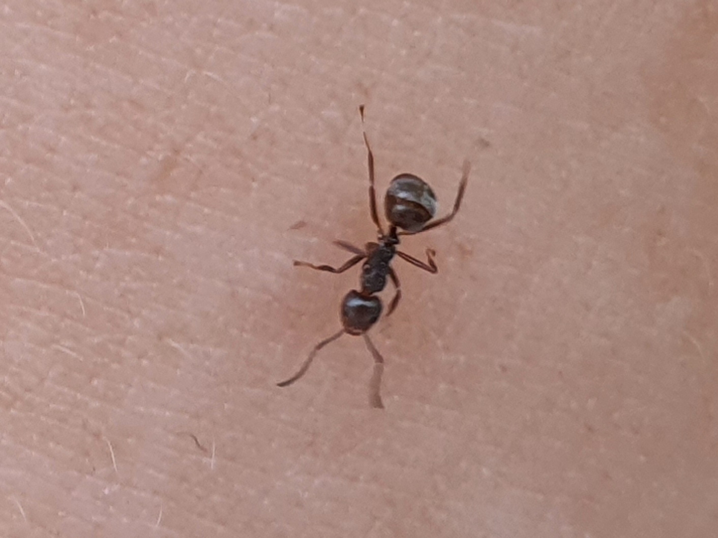 Dolichoderus thoracicus (Smith, 1860)