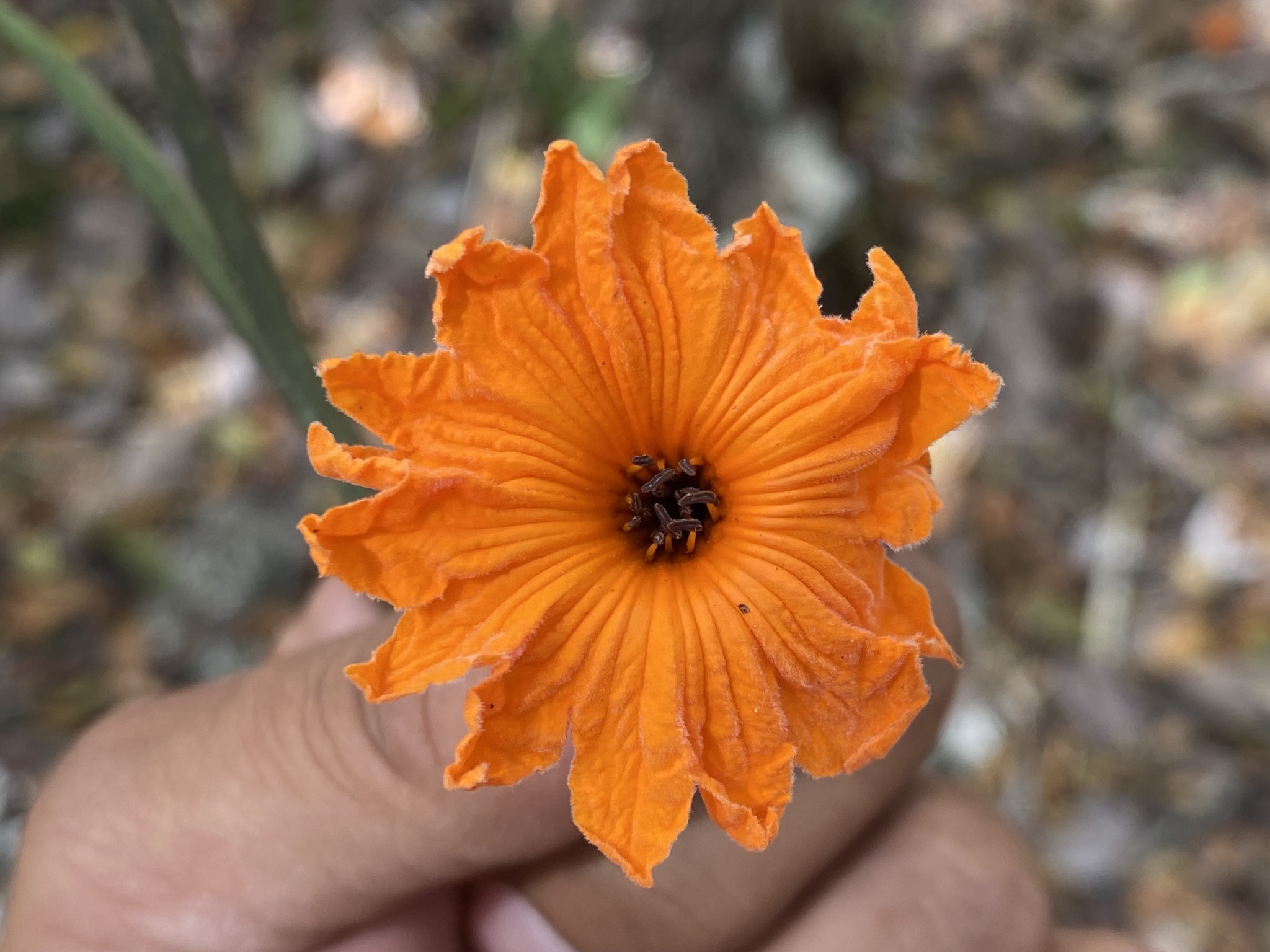 Cordia dodecandra DC.