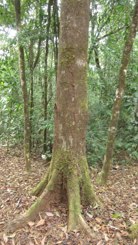 Terminalia amazonia from Chagres, PA-PN-PA, PA-PN, PA on March 4, 2023 ...