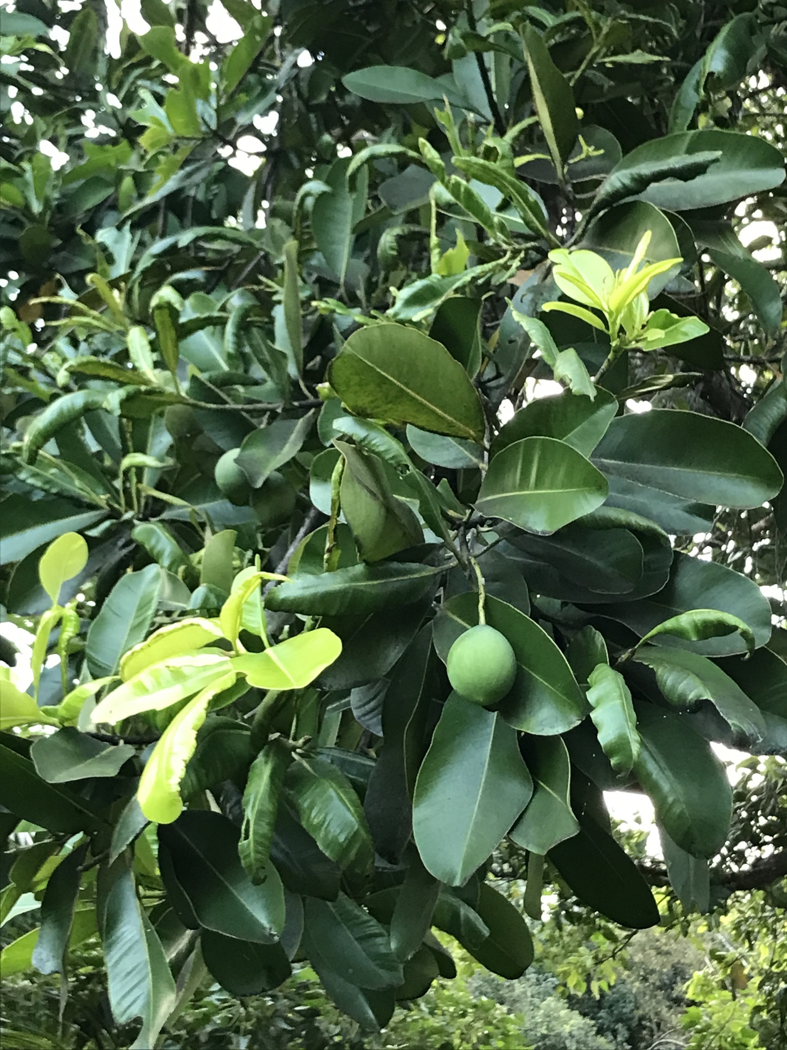 Calophyllum inophyllum L.