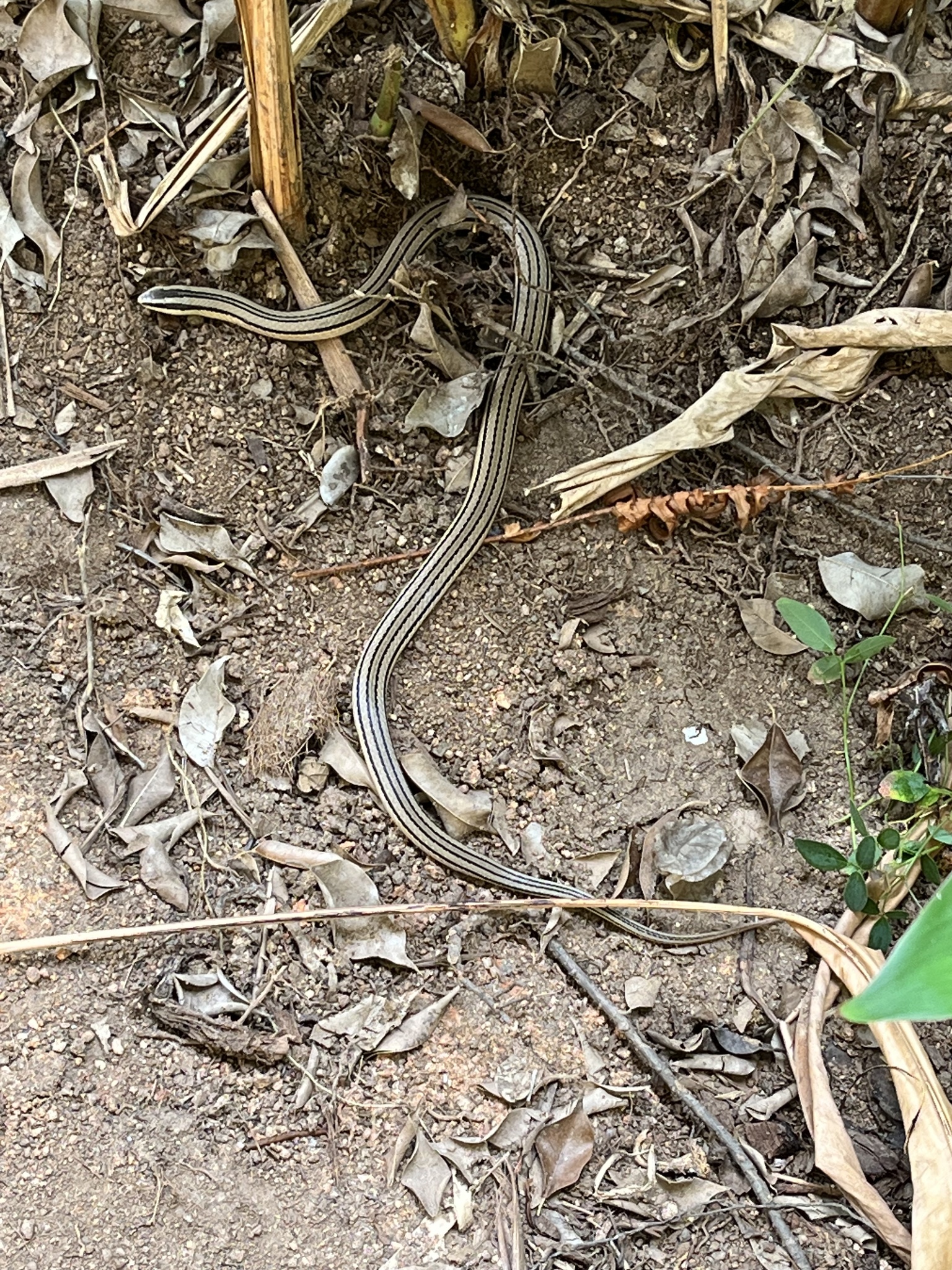 Conophis vittatus Peters, 1860