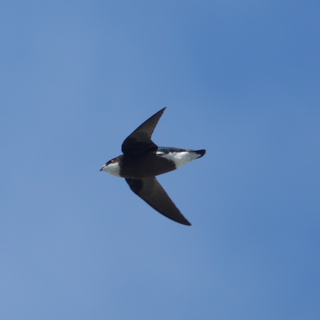 White-throated Needletail from Tweed Heads NSW, Australia on March 04 ...