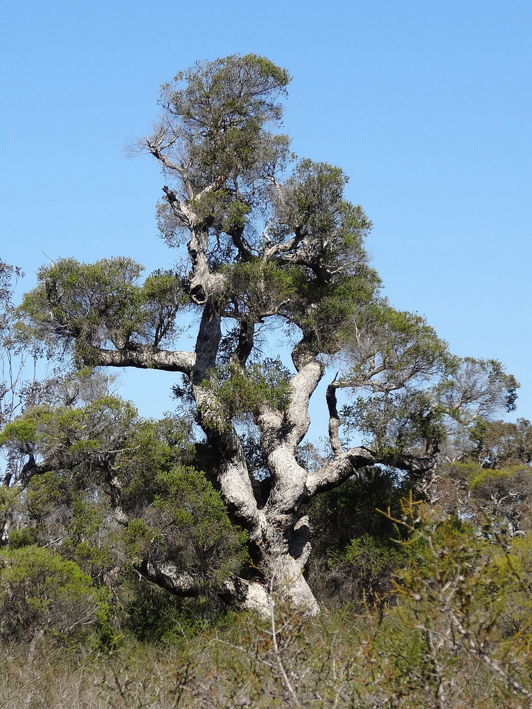 Melaleuca preissiana from Swan, Western Australia, Australia on ...