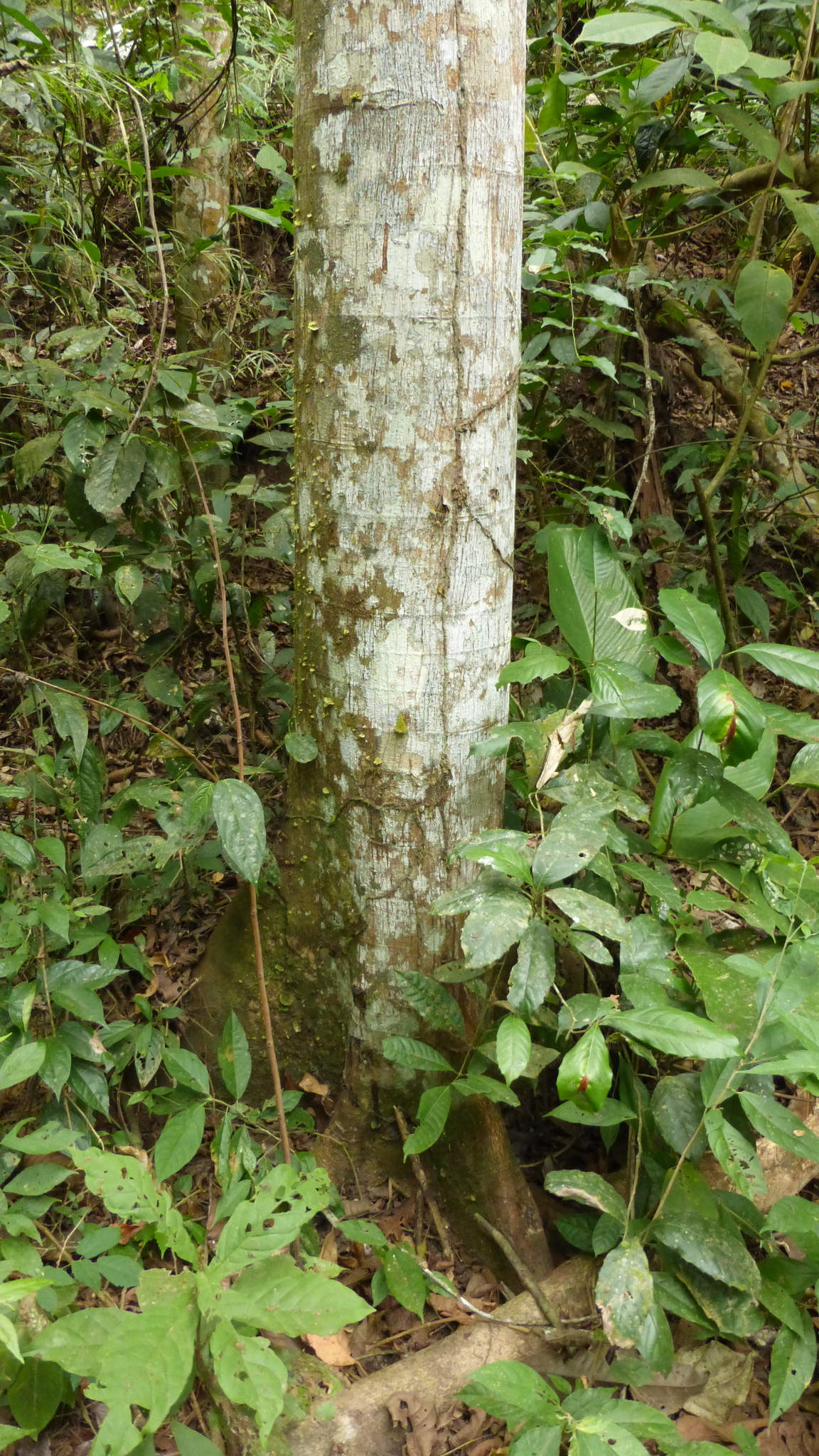 Castilla elastica Cerv.