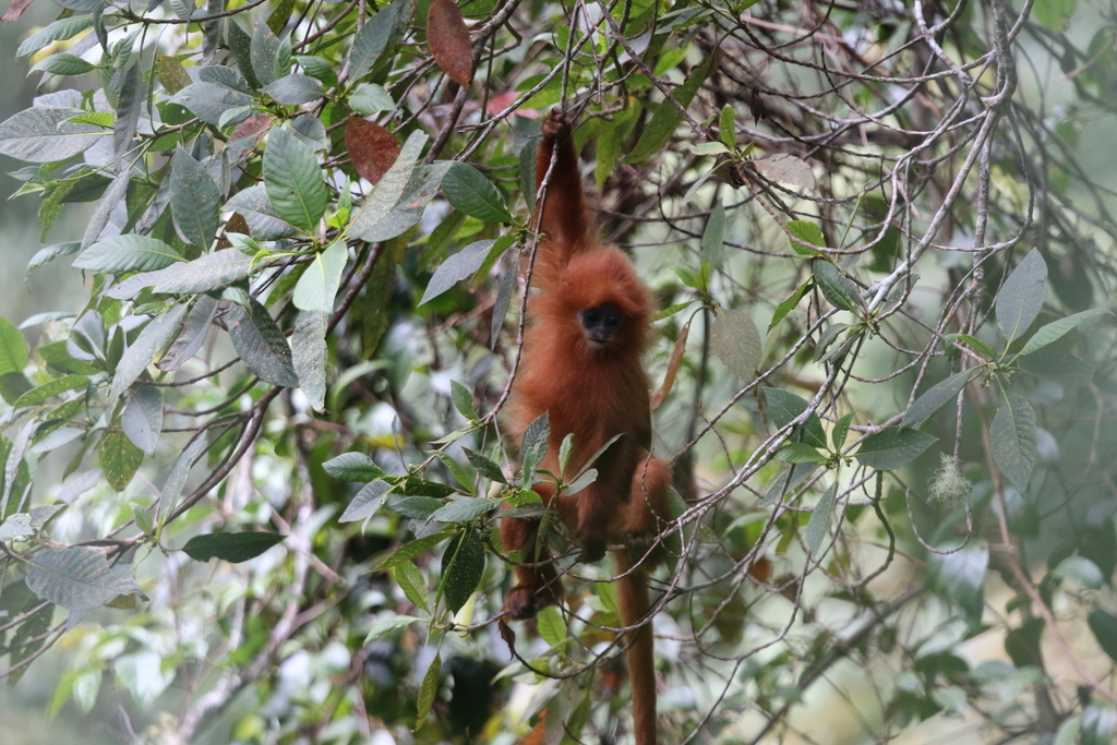Maroon Leaf Monkey from Kinabalu Park, Ranau, Sabah, Малайзия on August ...