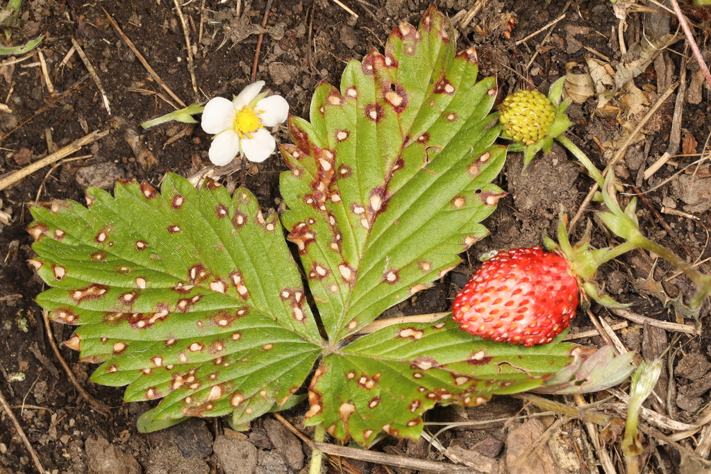 Common Strawberry Spot from Greensburg, PA 15601, USA on June 10, 2022 ...
