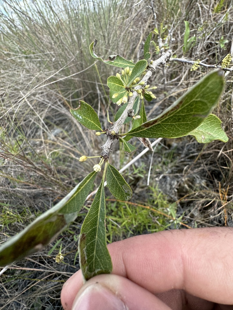 Everglades bully in February 2023 by Matt Reala · iNaturalist