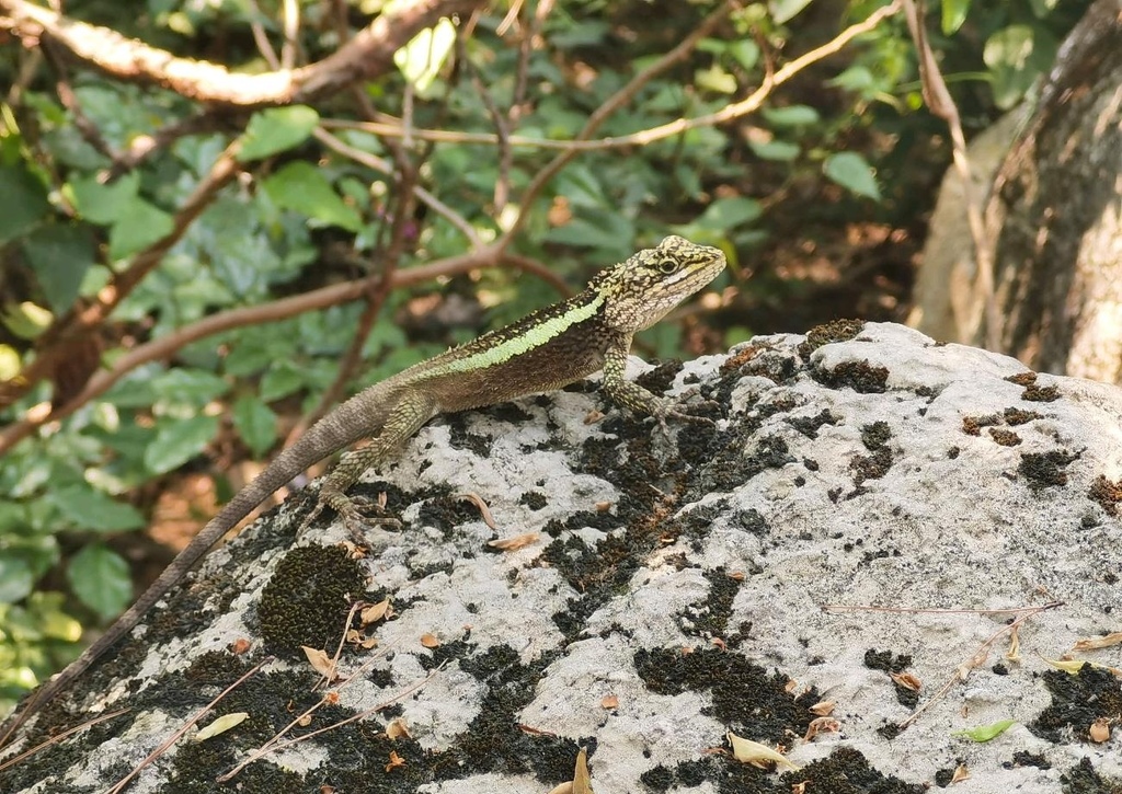 Green Striped Tree Dragon from 中国福建省福州市晋安区 on March 12, 2023 at 02:41 ...